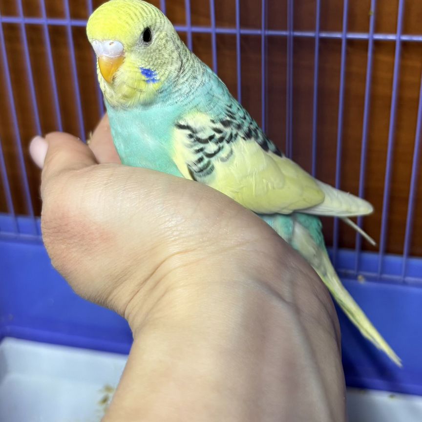 Волнистый попугай. Птенец из гнезда