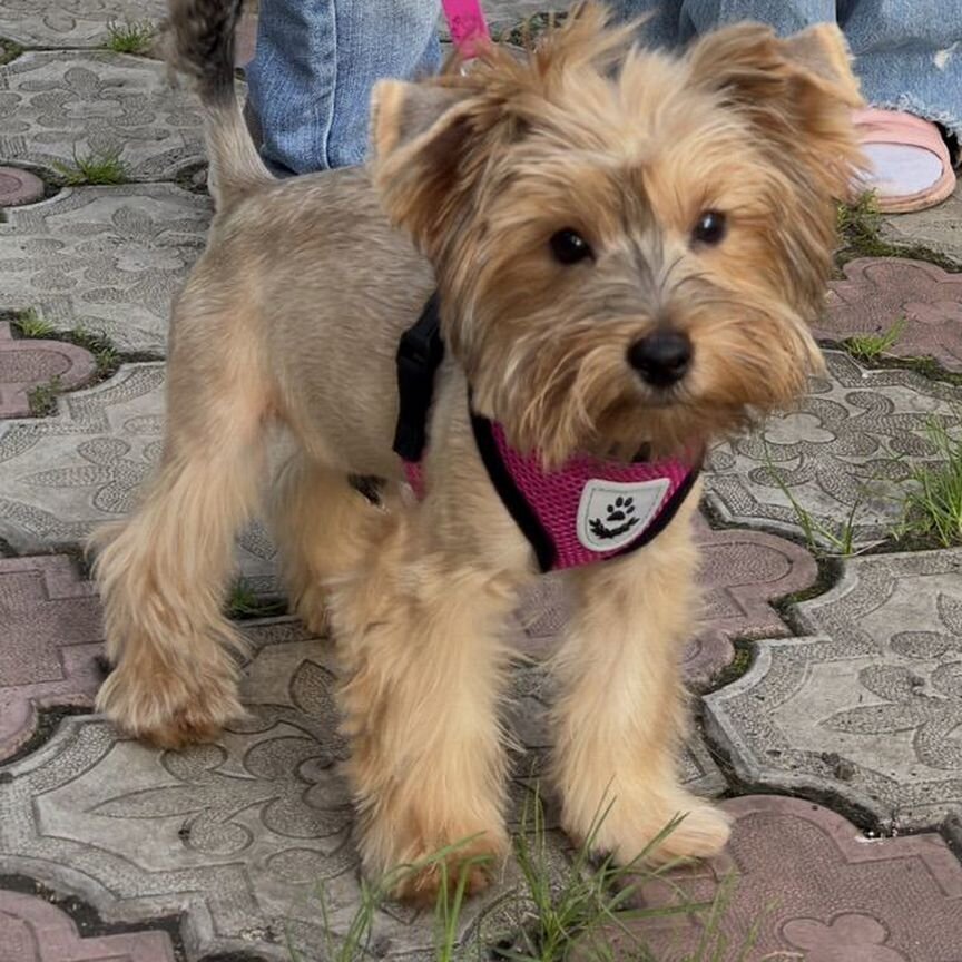 Йоркширский терьер, щенок