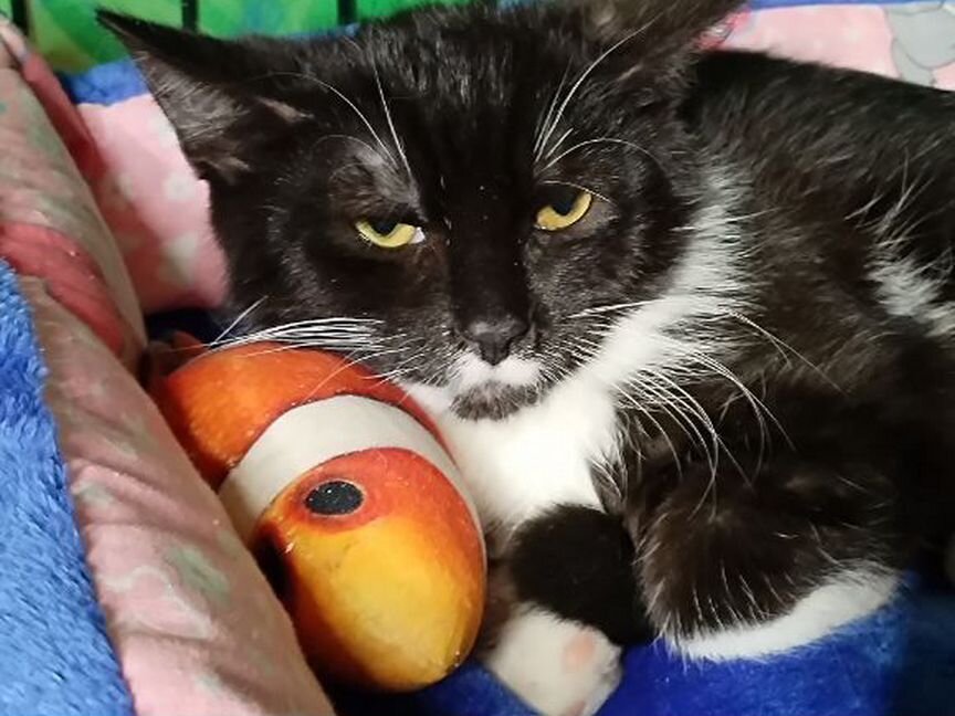 Котенок в клетке