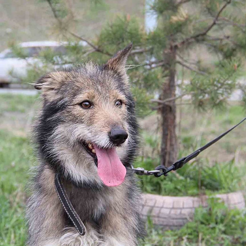 Семейный пёс Малыш