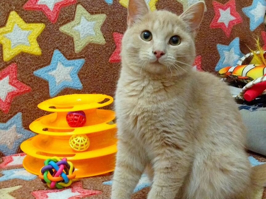 Персей ищет дом