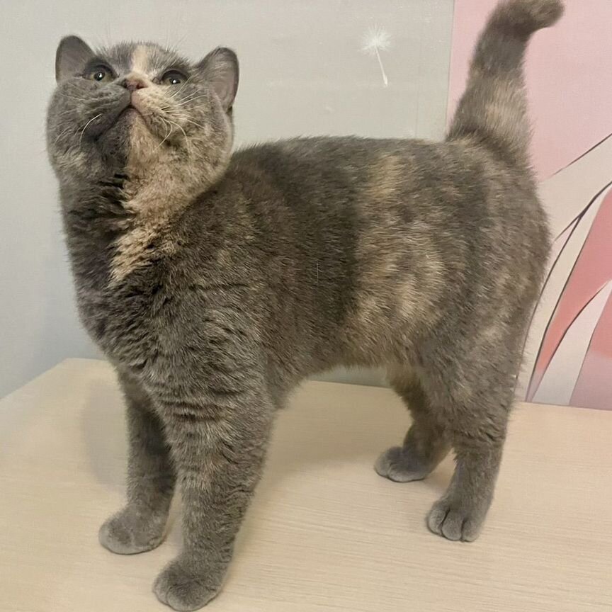 Подрощеная девочка страйт