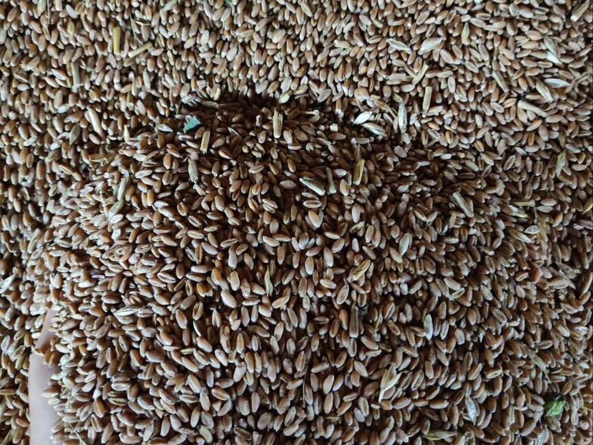 Зерно озимый ячмень, пшеница