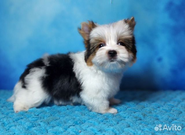 Красавчик бивер