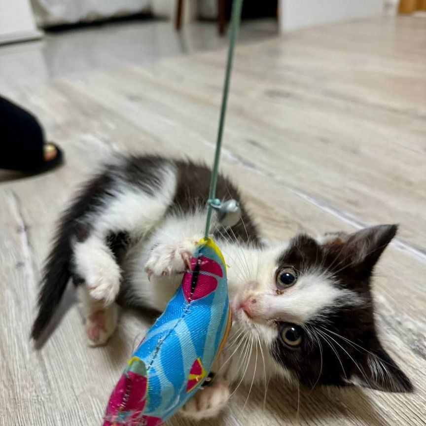 Котенок Дымка 2,5 месяца ждет своего человека