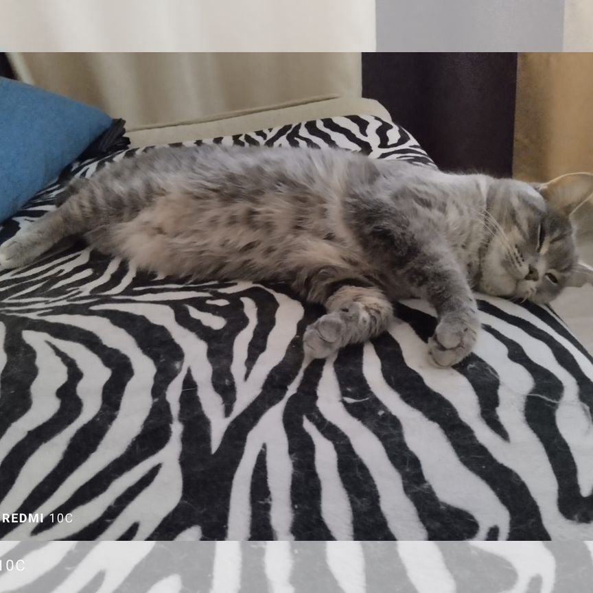 Взрослая кошка в добрые руки