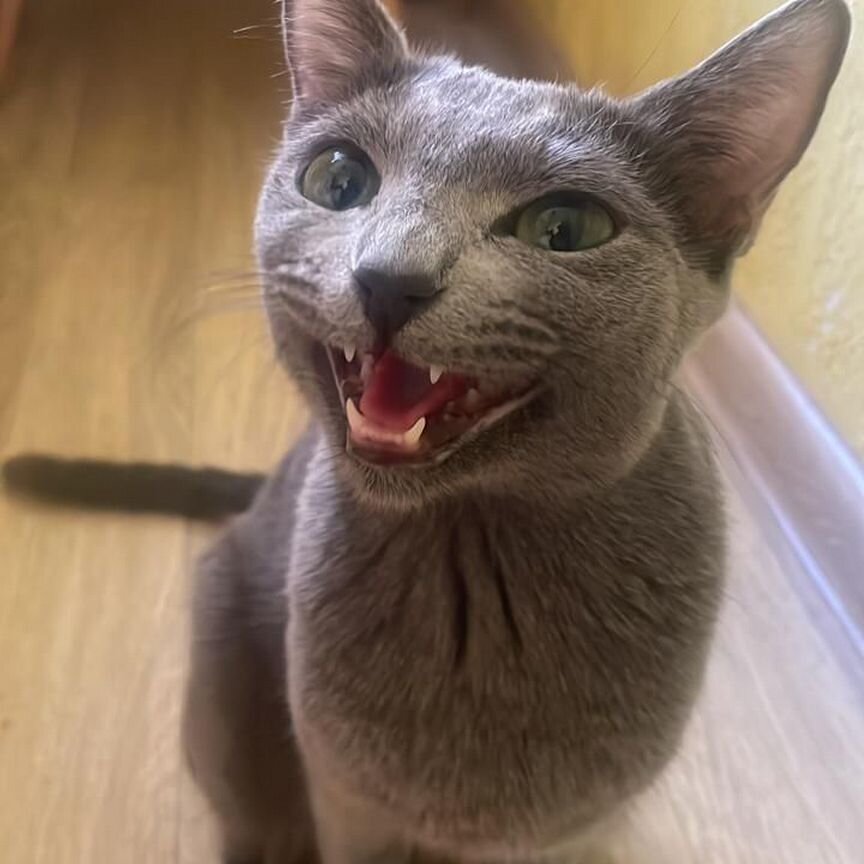 Котята русской голубой