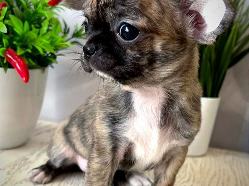 Тигровые сестрички РКФ