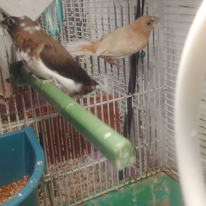 Японские амадины
