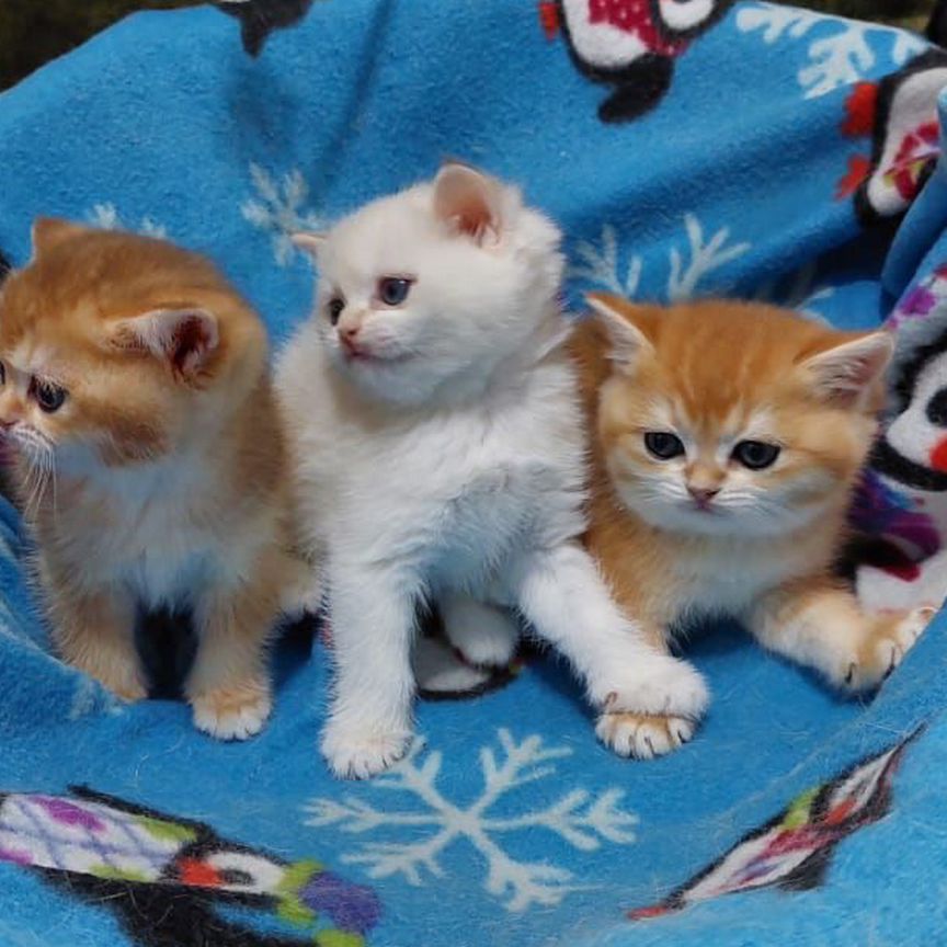 Британский короткошёрстный котёнок