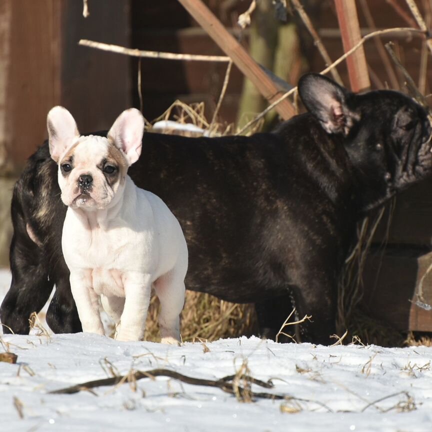 Очаровательная блондинка