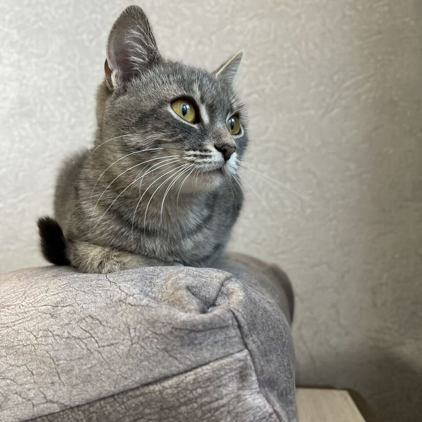 Кошка на мышку