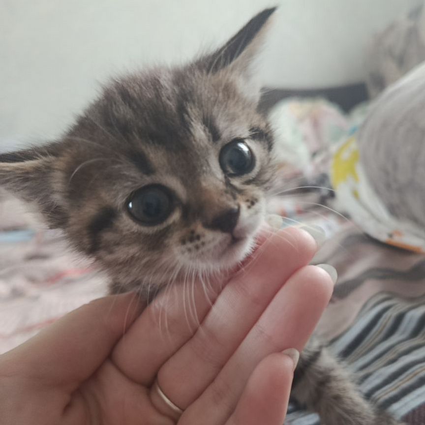 Мейн-кун котёнок