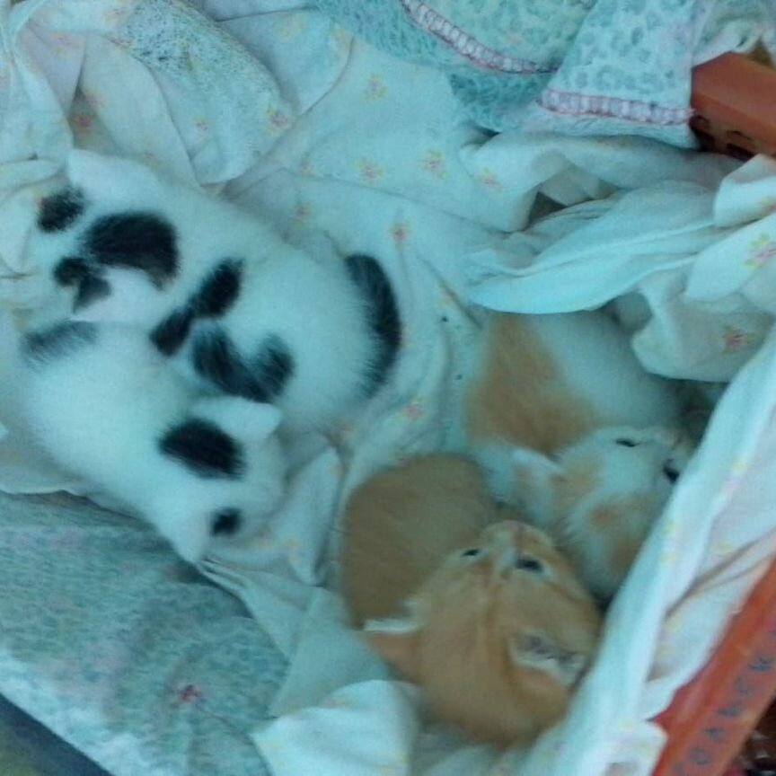 Кошки