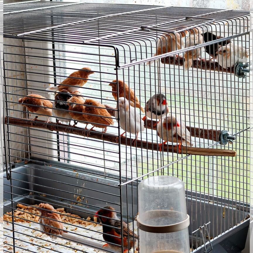 Японские амадины с клеткой