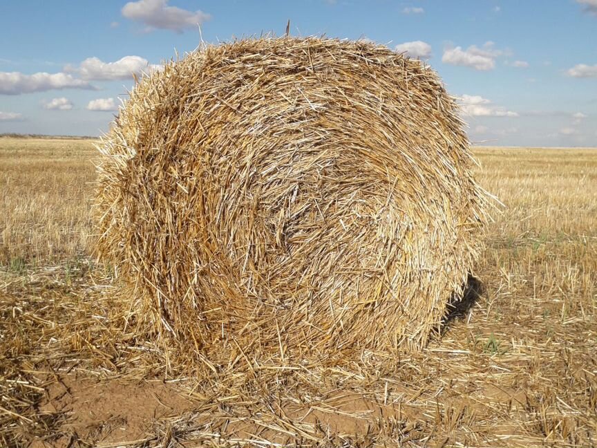 Солома ячменная