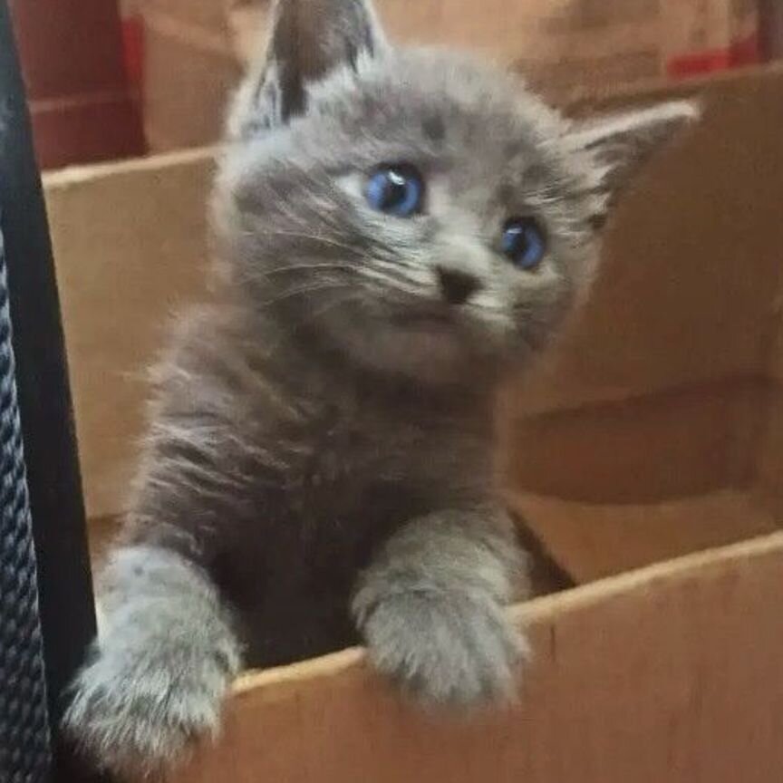 Котёнок в добрые руки