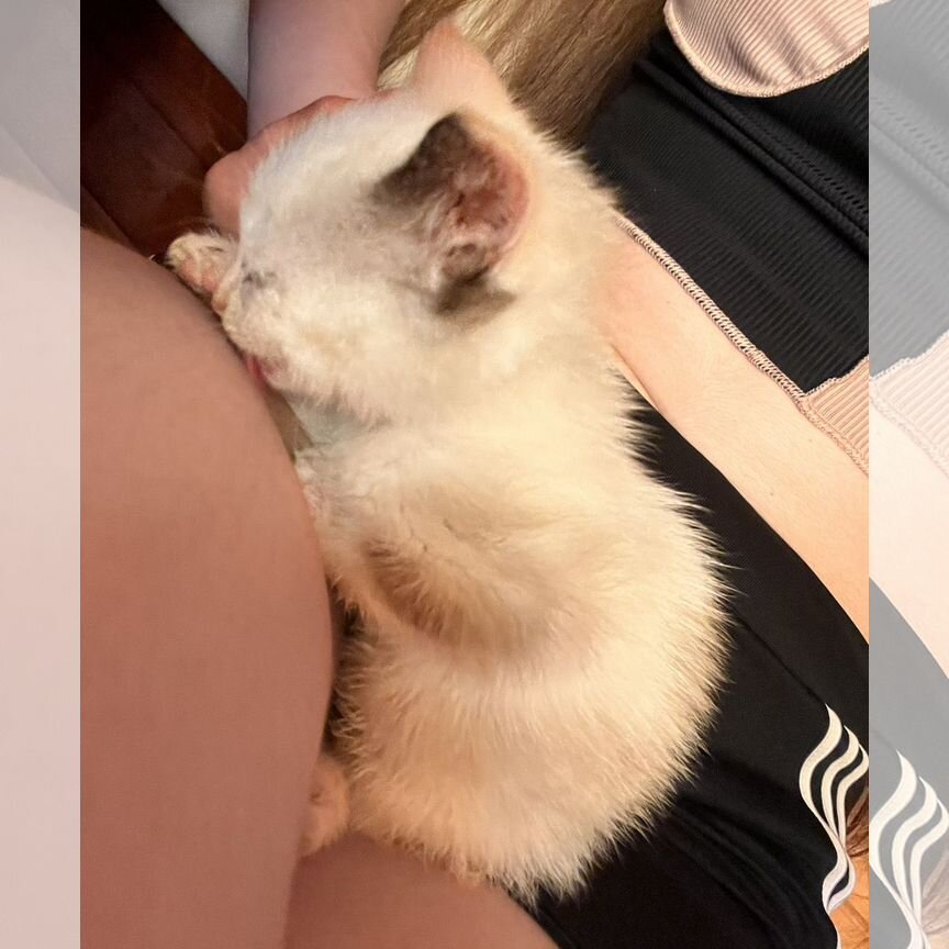Котёнок в добрые руки