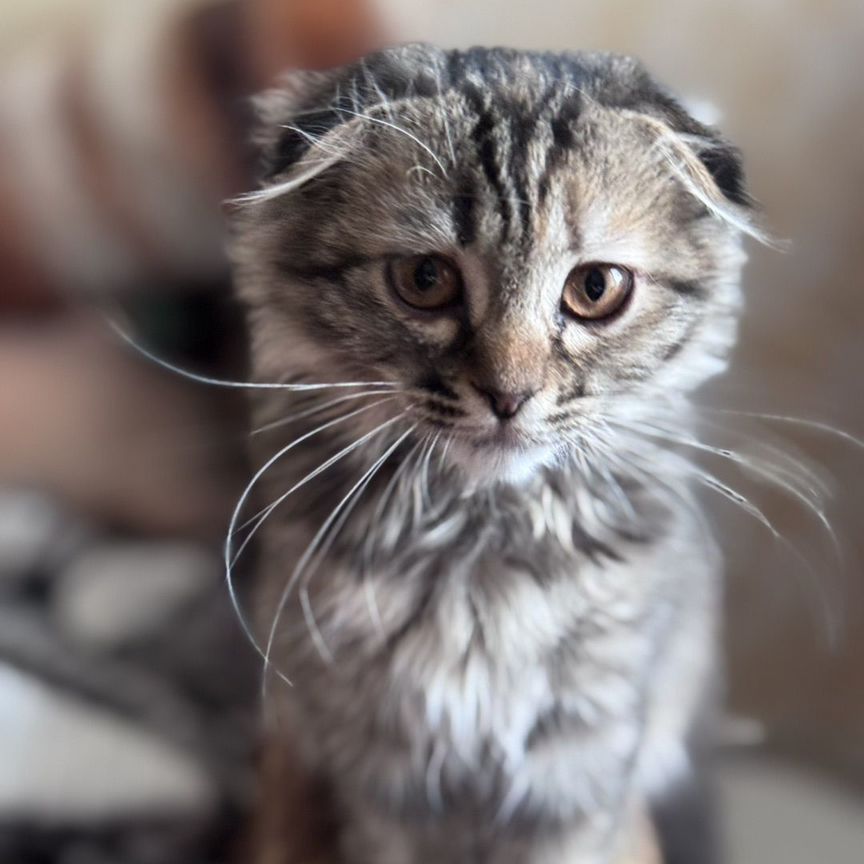 Котенок