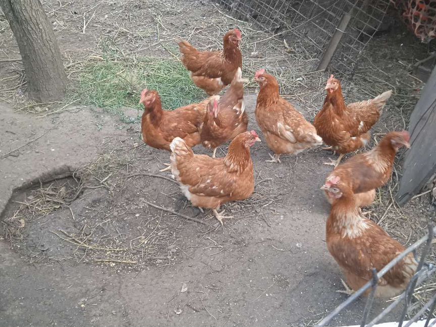 Куры и Индоутки