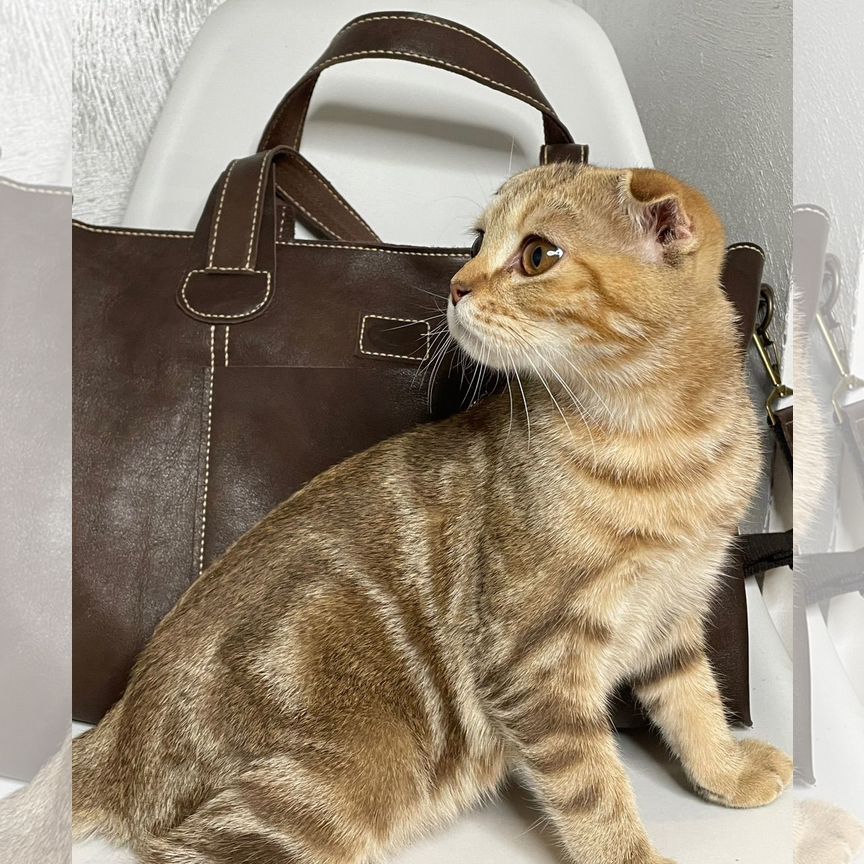 Шотланский котенок