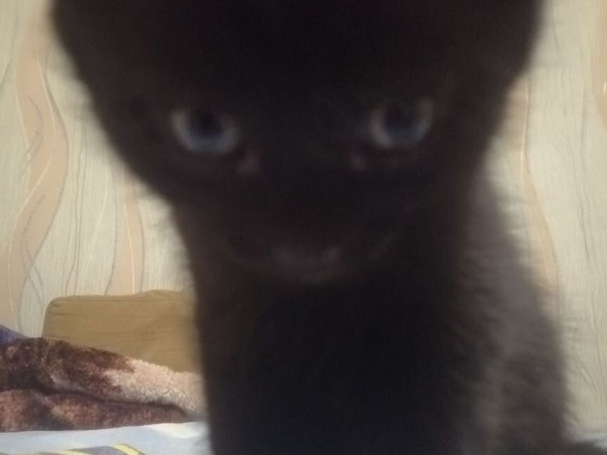 Кошка