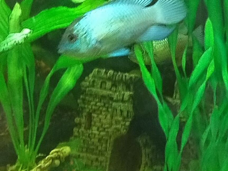 Наннакары и сомики