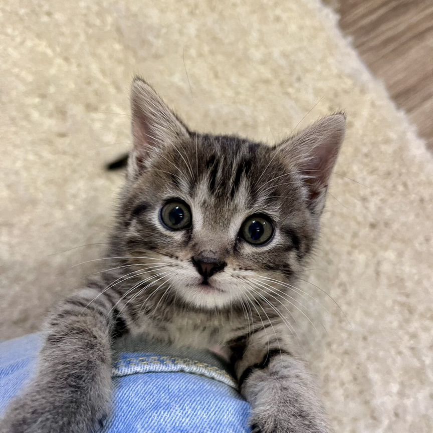 Котенок девочка метиска шотландская