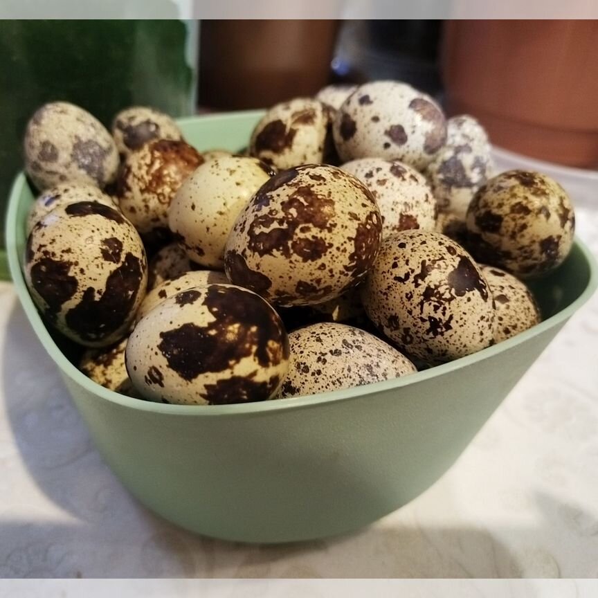 Яйца перепелиные инкубационное