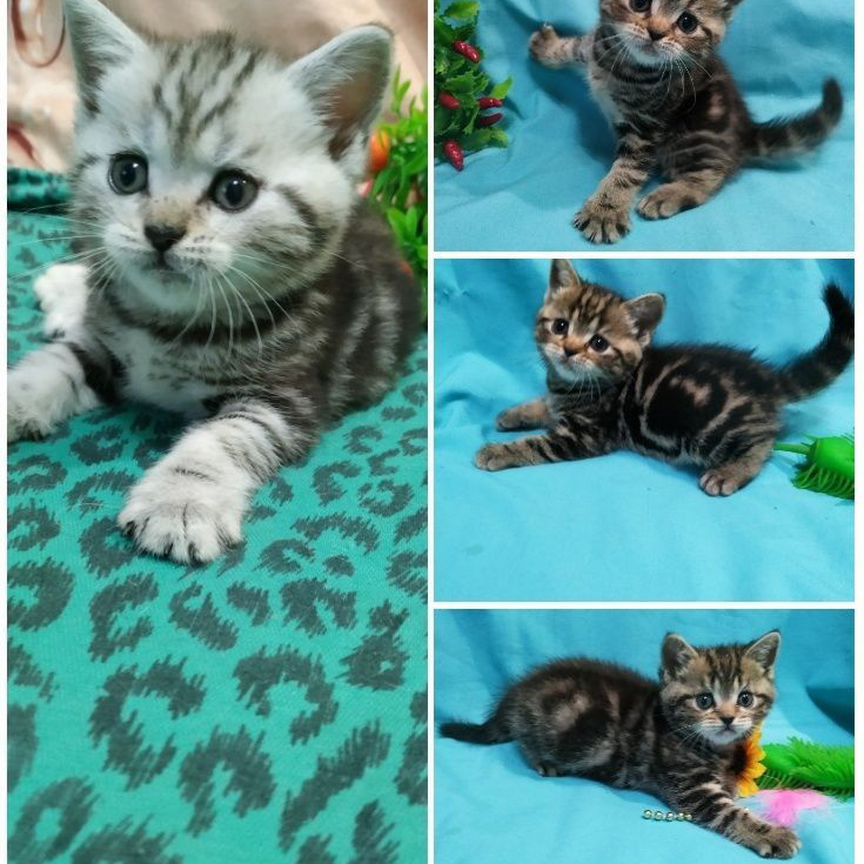 Шотландские котята