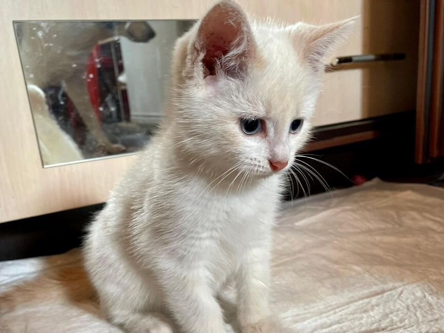 Котик подросток 5 месяцев