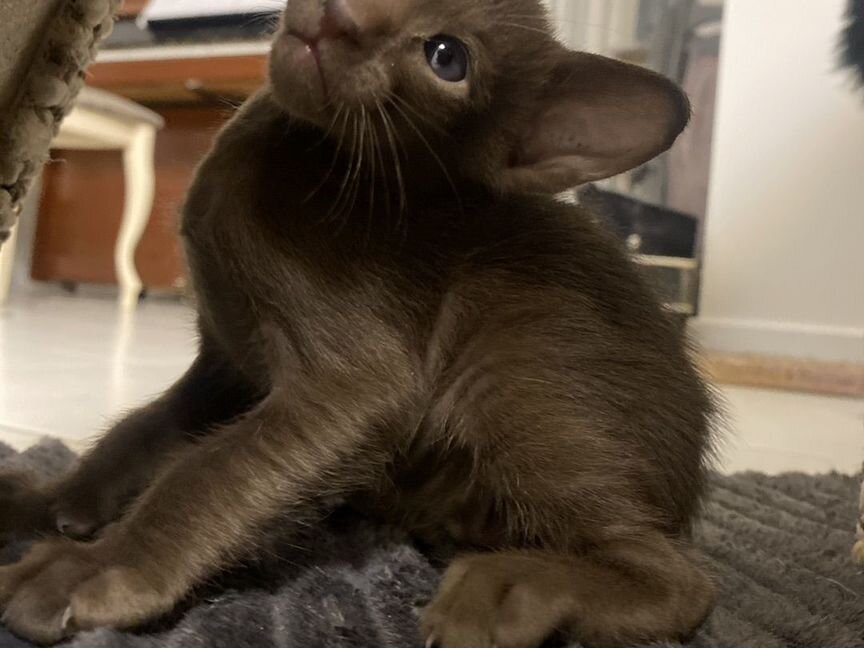 Котята ориенталы