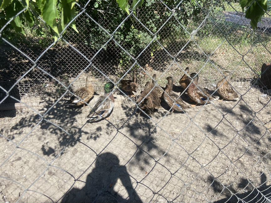 Утки дикие, кряква