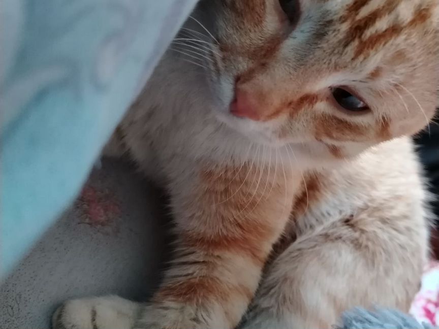 Кошка