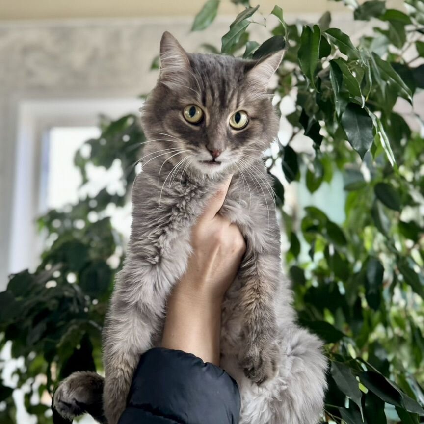 Кот Антоша остался без дома