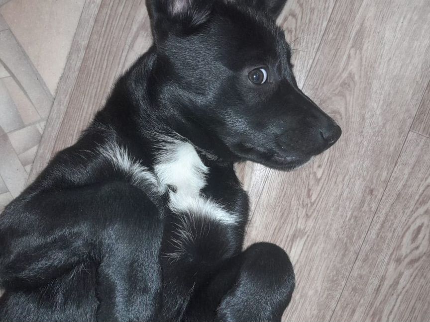 Лабрадор девочка