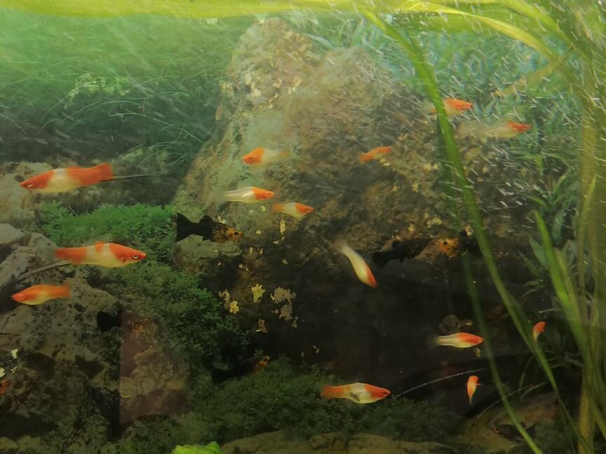 Меченосцы кохаку