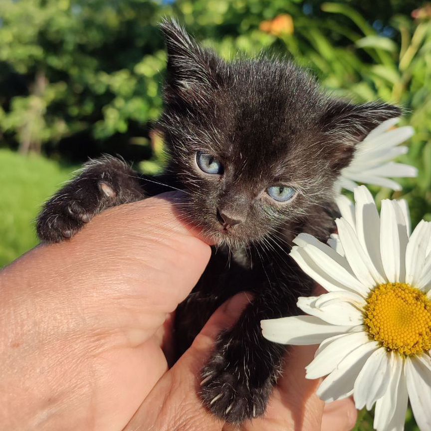 Котенок