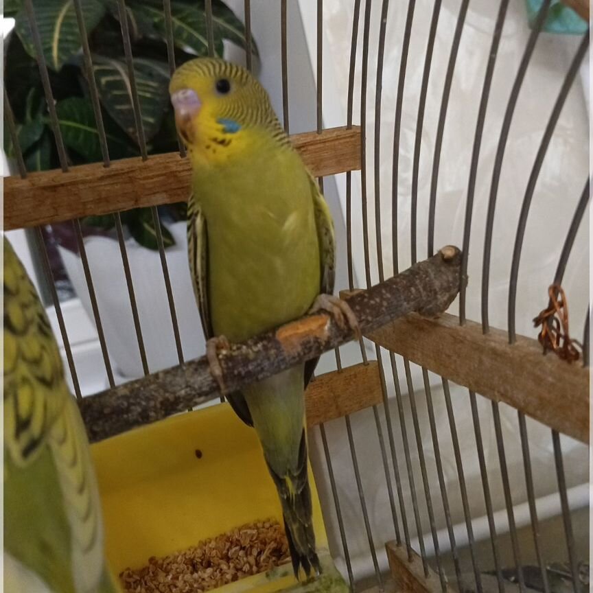 Самочка волнистого попугая