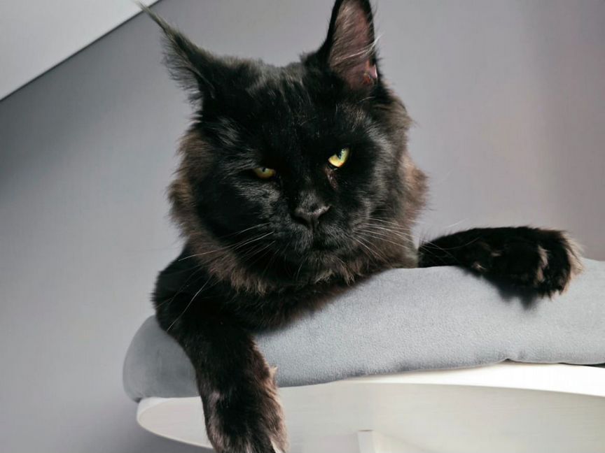 Шикарные котята Мейн-кун