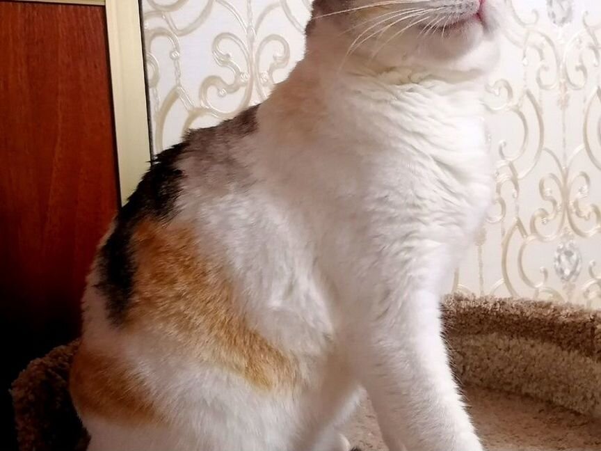 Кошечка трехцветная Серафима