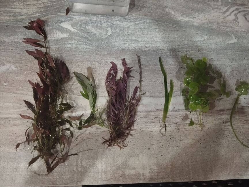 Растения для аквариума