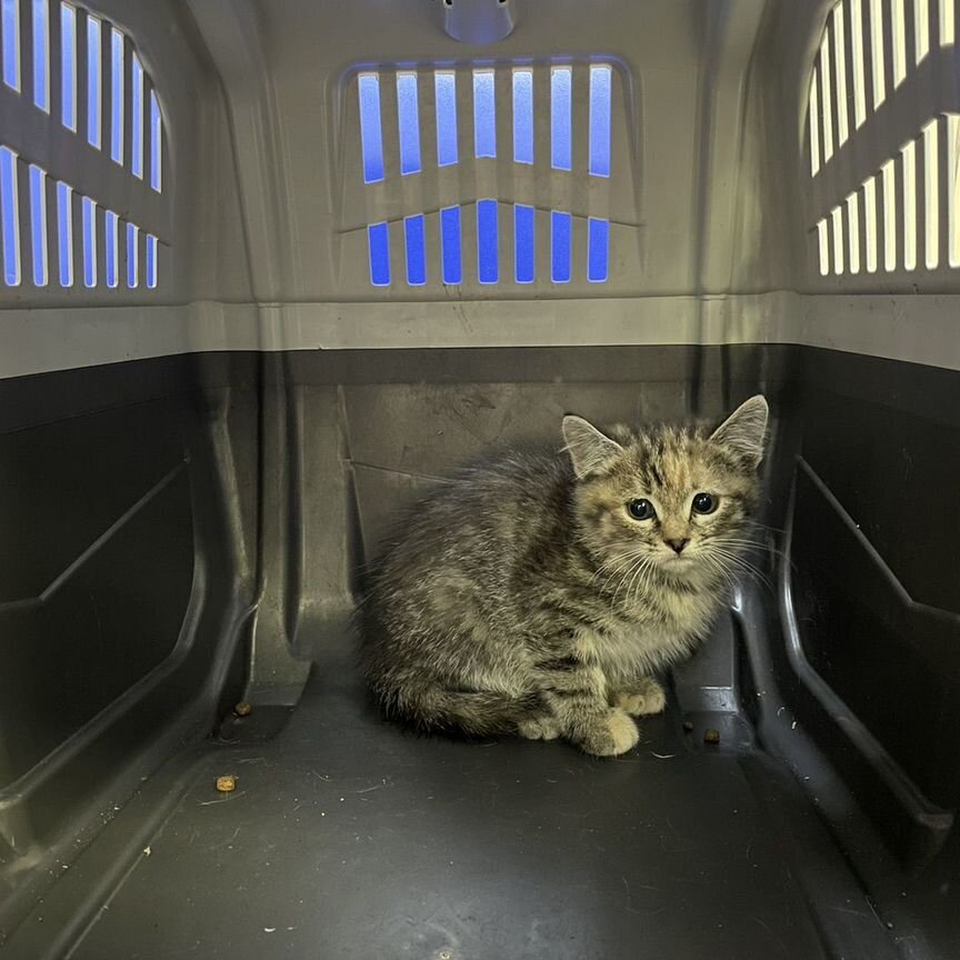 Маленький котенок, 2 месяца,в добрые руки