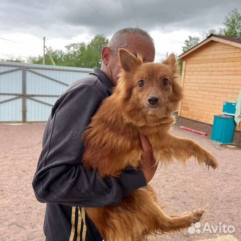 Маленькая собака в добрые руки