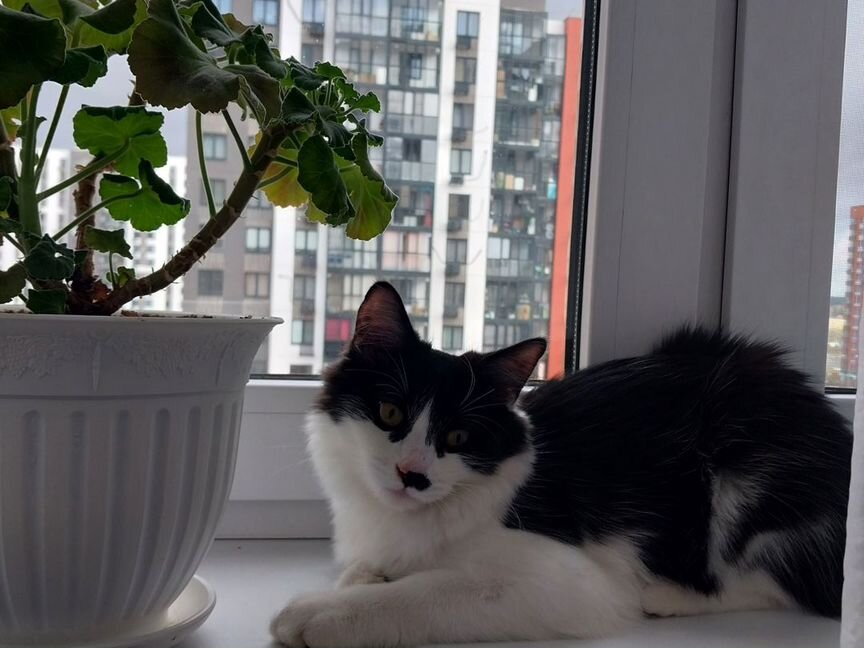 Котенок ищет дом