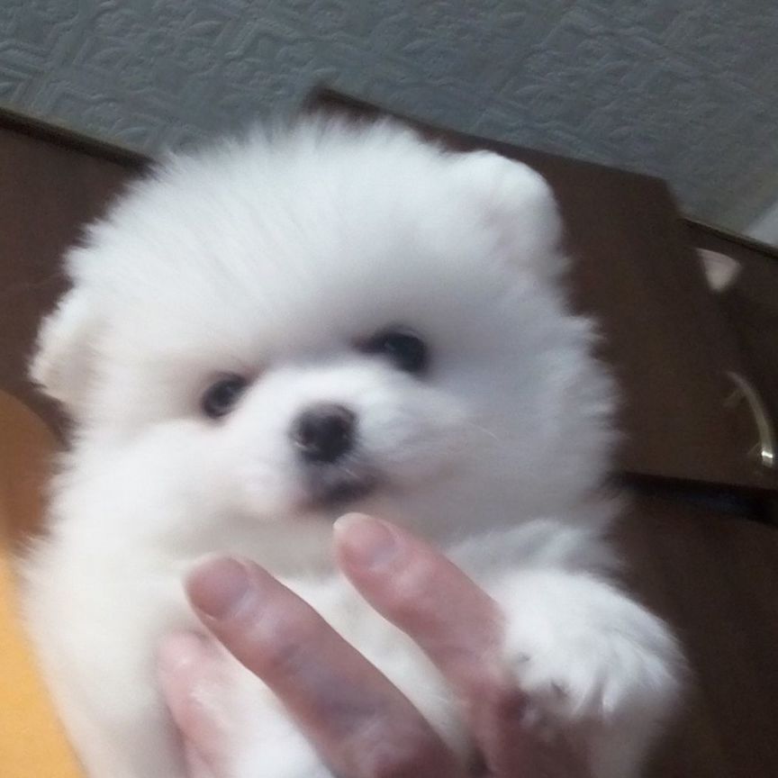 Померанский шпиц, щенок