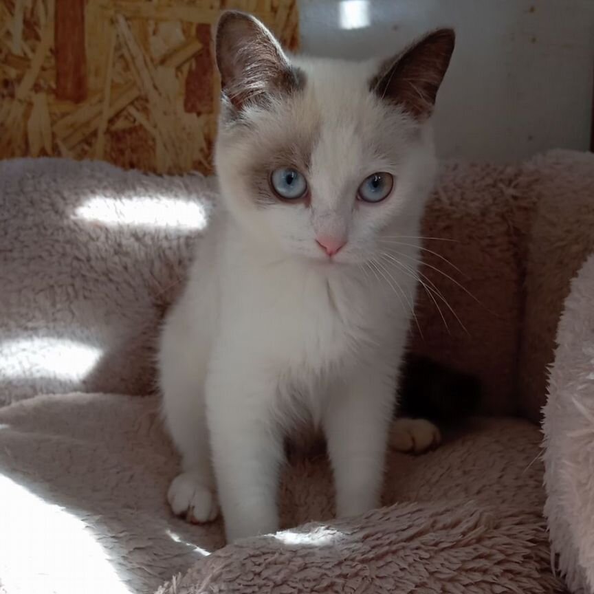 Котёнок 3 месяца