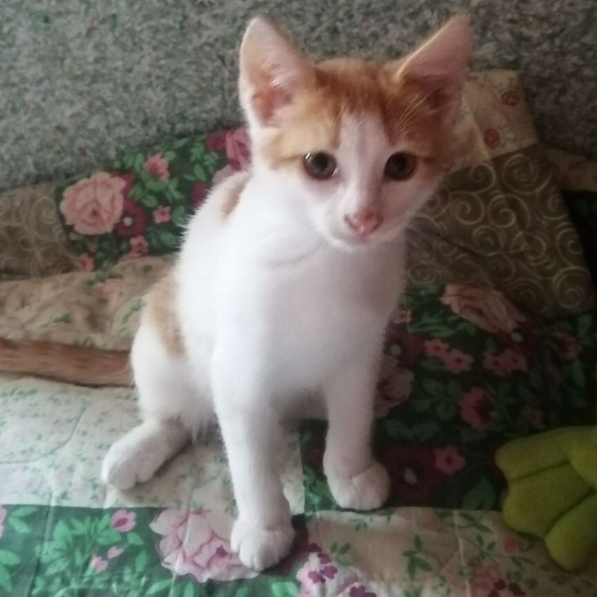 Котенок в добрые руки