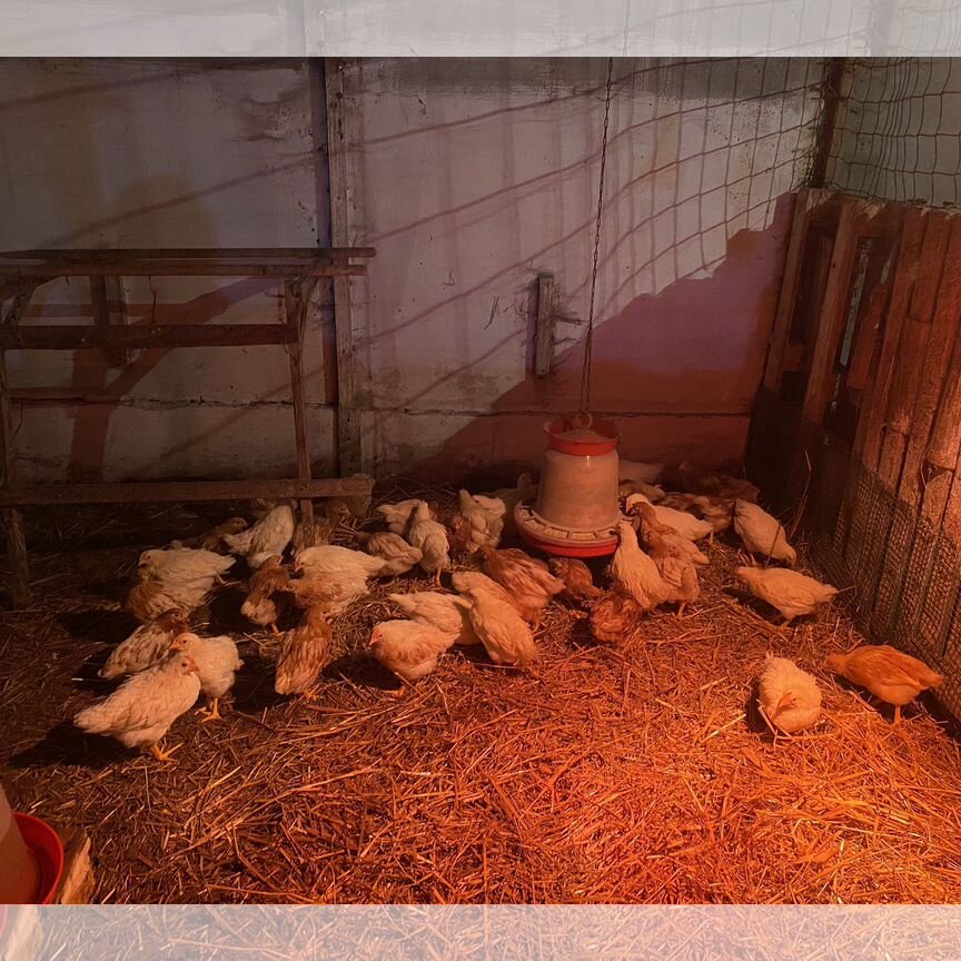 Молодые петушки