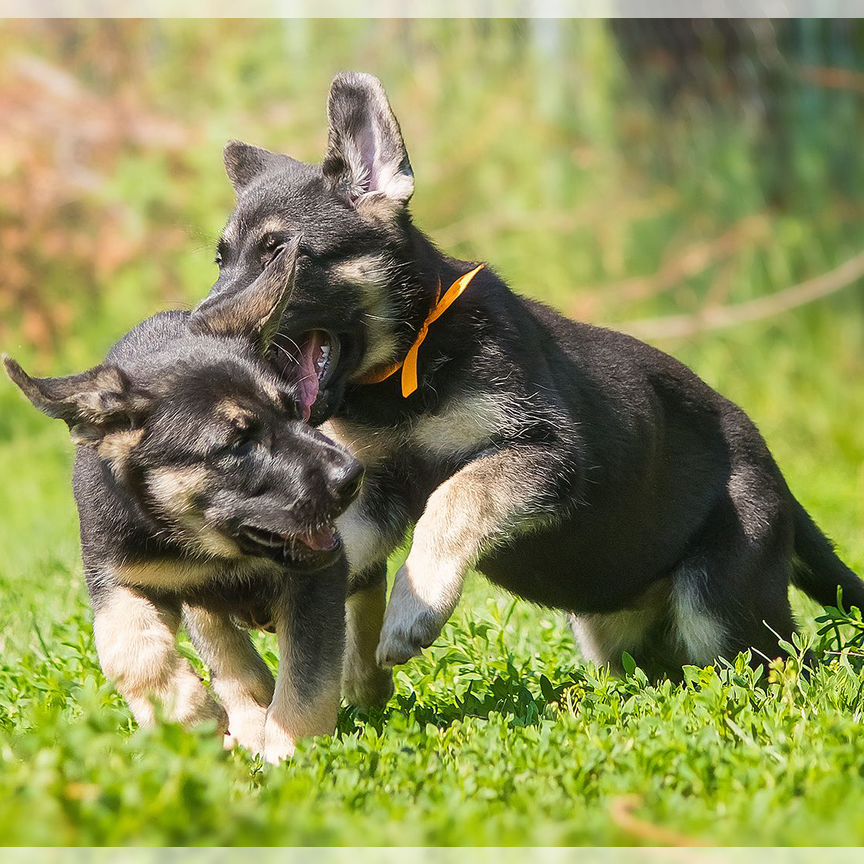 Щенки восточноевропейской овчарки